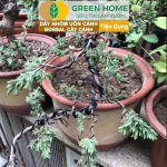 Dây Nhôm Uốn Cây Cảnh Bonsai D1.5mm GreenHome