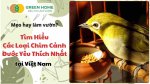 Khám Phá 5 Loại Chim Cảnh Phổ Biến Tại Việt Nam: Vẻ Đẹp Và Tiếng Hót ...