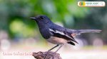 Top các loại chim cảnh được yêu thích và dễ chăm sóc