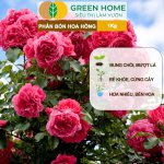 Phân Bón Hoa Hồng Minro Tăng Dưỡng Chất Cho Cây GreenHome