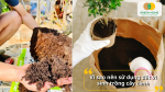 Đất Trồng Cây Cảnh Trong Chậu Giữ ẩm Và Thoát Nước Hiệu Quả