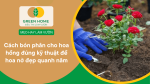 Cách Bón Phân Cho Hoa Hồng để Hoa Nở đẹp Quanh Năm